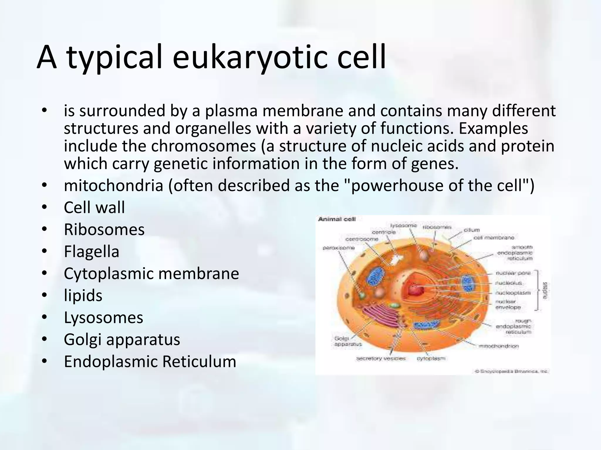 MORPHOLOGY-AND-CLASSIFICATION-OF-BACTERIA(1)-1.pptx
