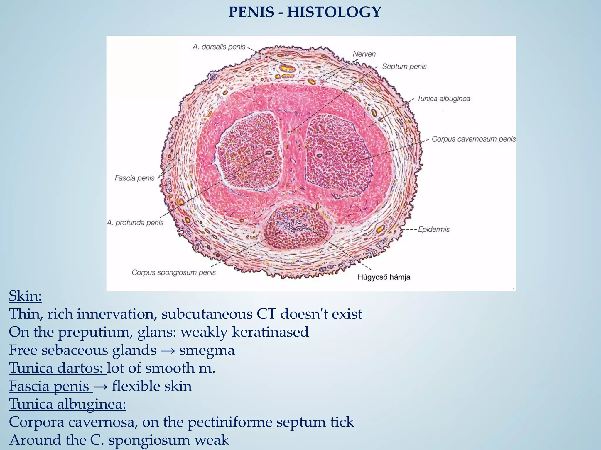 morphology-and-histology-of-the-penis_2019_ED_LD.pdf