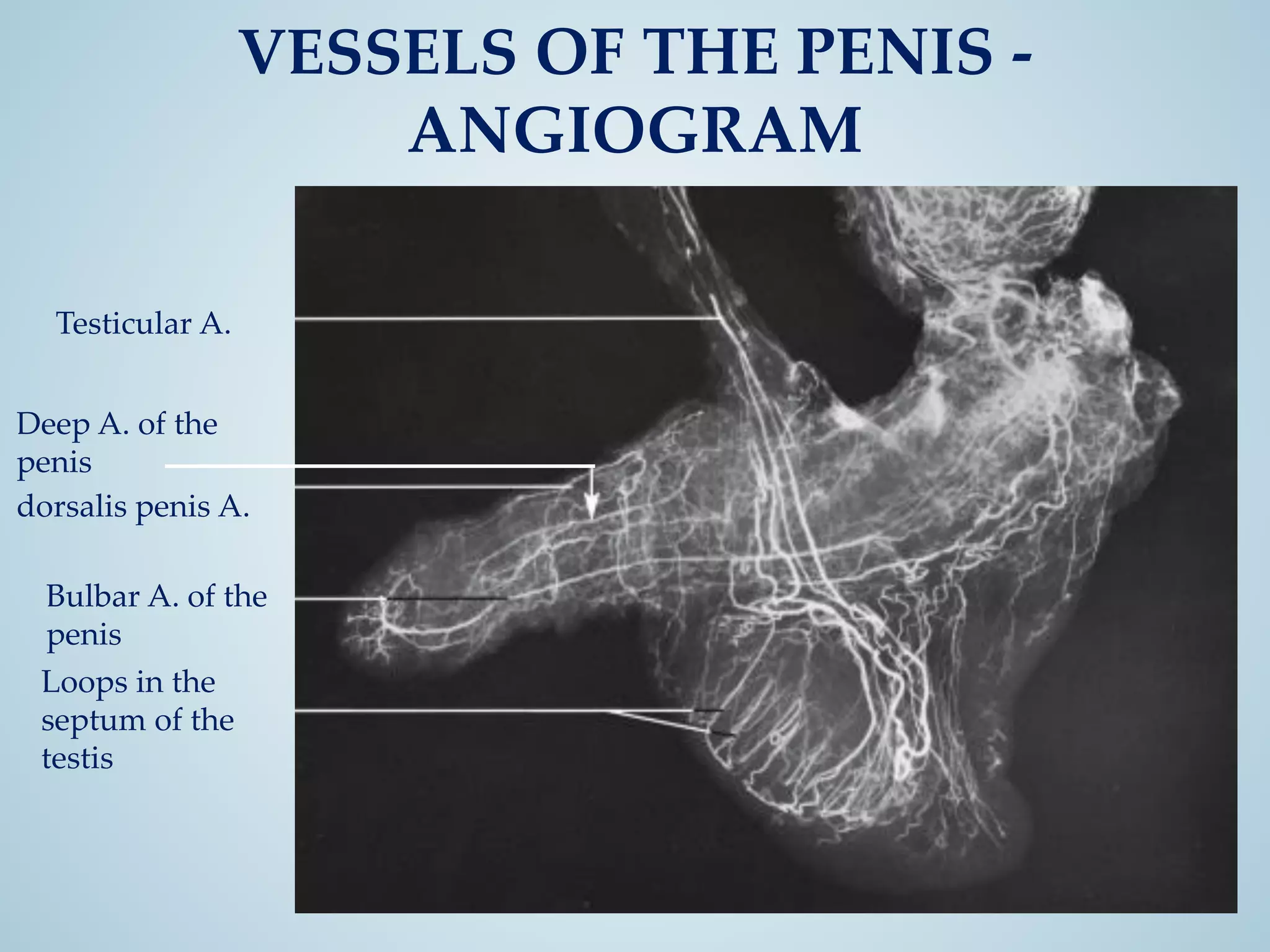 morphology-and-histology-of-the-penis_2019_ED_LD.pdf