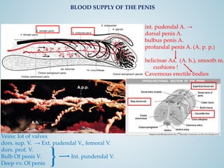 morphology-and-histology-of-the-penis_2019_ED_LD.pdf