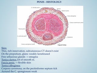 morphology-and-histology-of-the-penis_2019_ED_LD.pdf