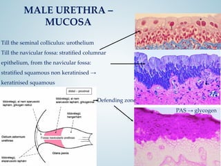 morphology-and-histology-of-the-penis_2019_ED_LD.pdf
