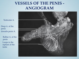 morphology-and-histology-of-the-penis_2019_ED_LD.pdf