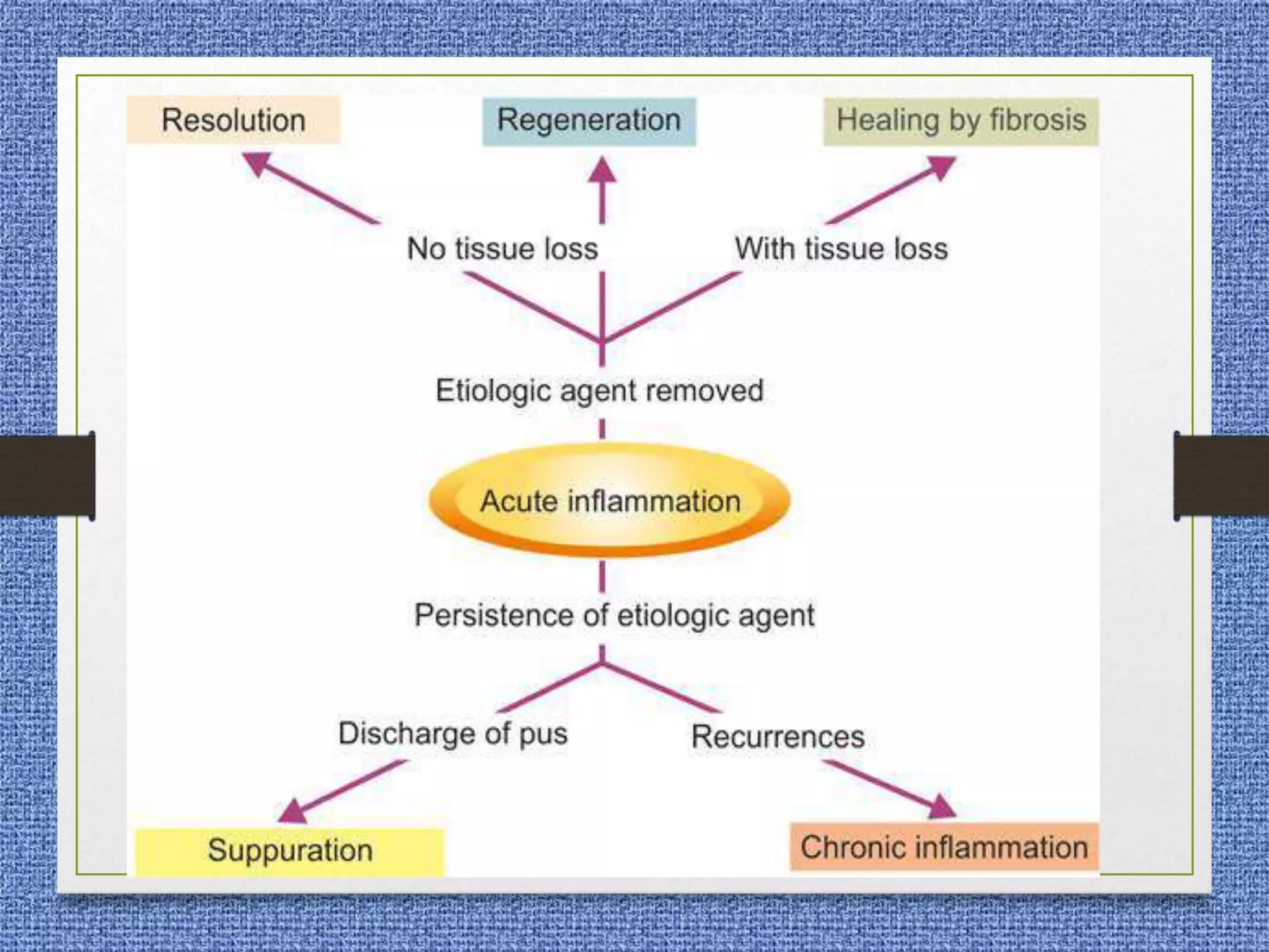 Morphology of-acute-inflammation | PPT