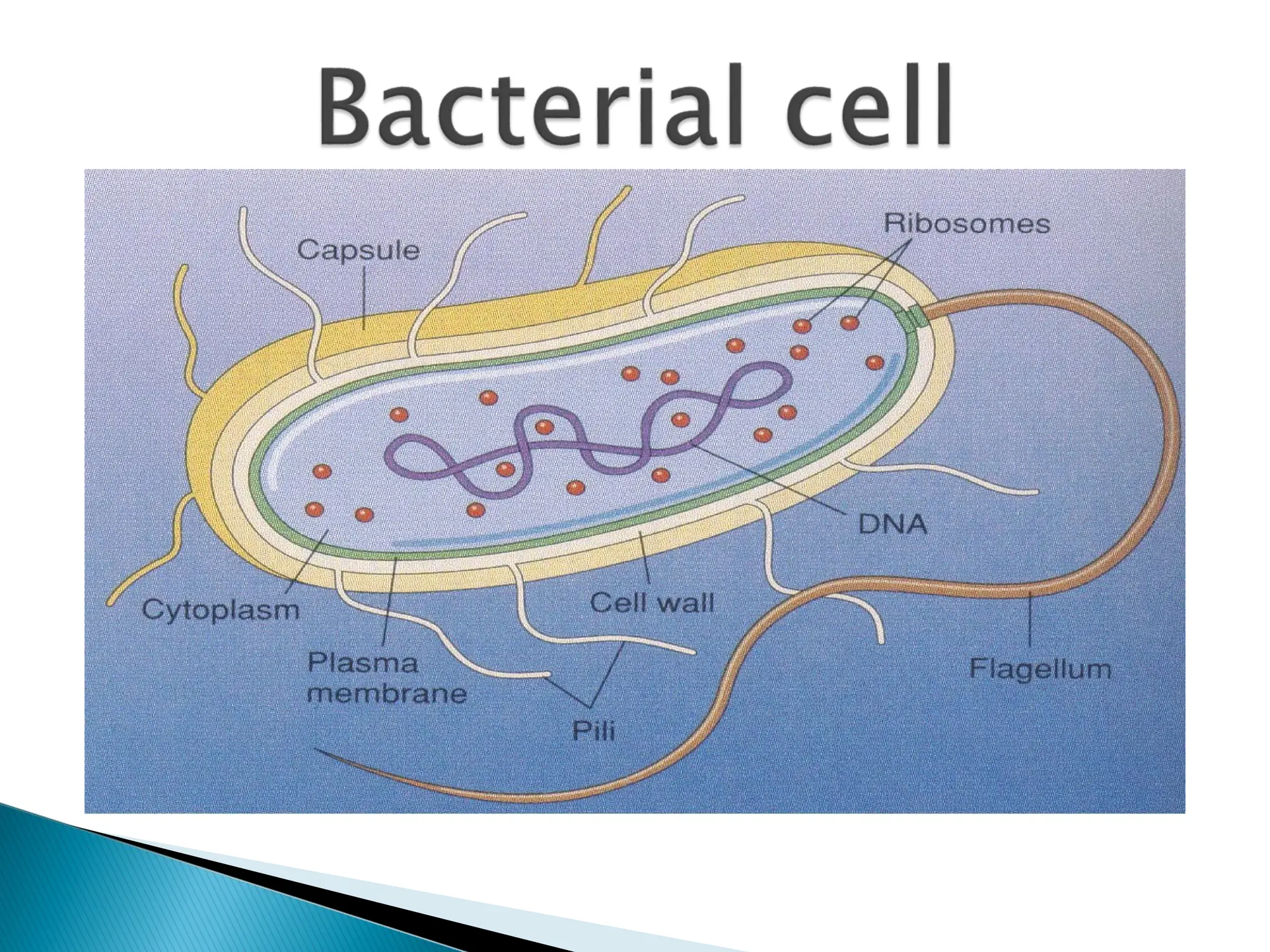 Morphology-of-bacteria-_1_ microbiology.ppt | Biological Sciences | Science