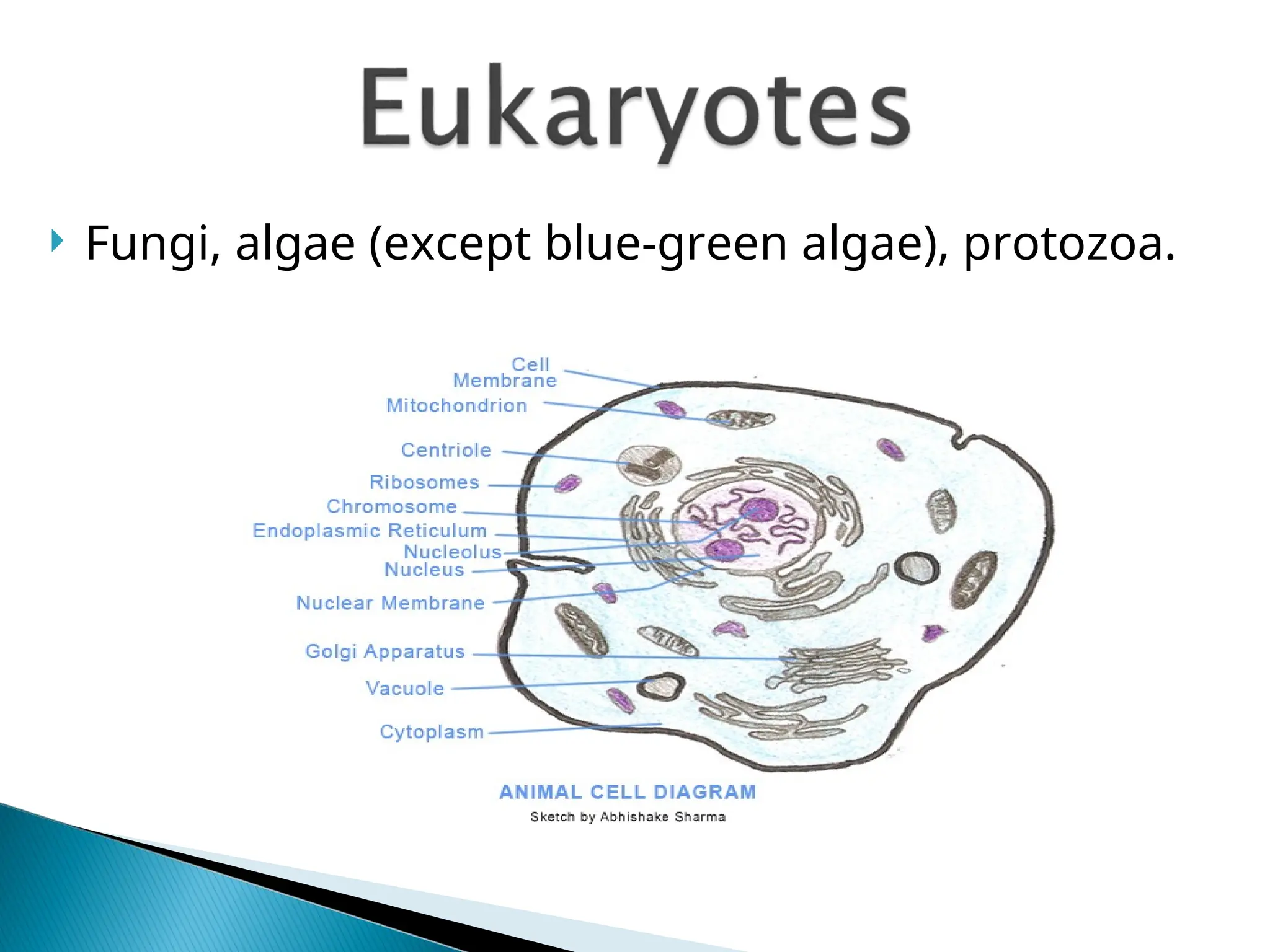 Morphology-of-bacteria-_1_ microbiology.ppt | Biological Sciences | Science