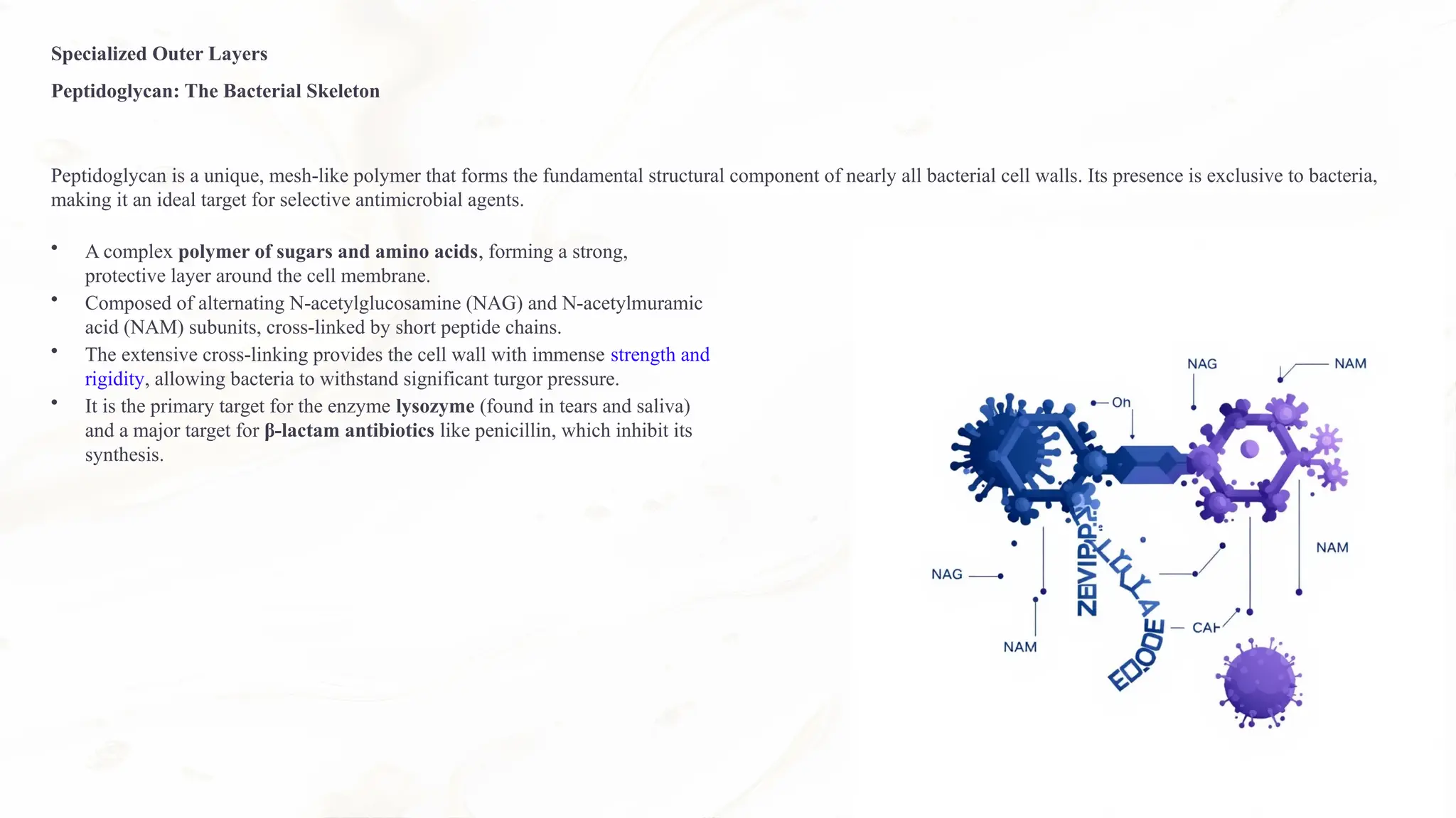 Morphology of Bacteria & Structure of Bacterial Cell | PPTX