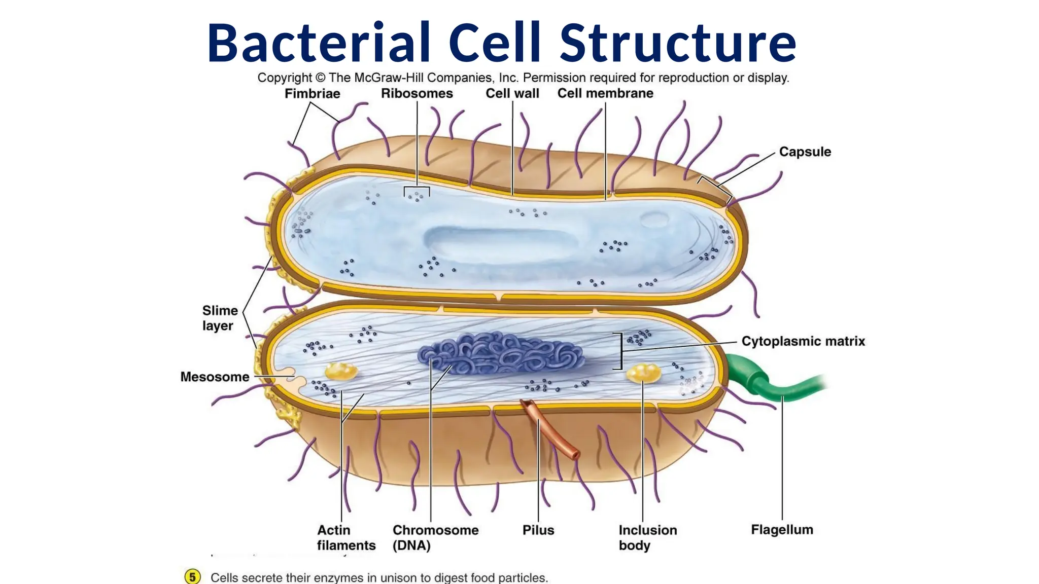 Morphology of Bacteria & Structure of Bacterial Cell | PPTX