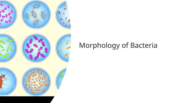 Morphology of Bacteria & Structure of Bacterial Cell | PPTX