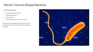 Morphology of Bacteria & Structure of Bacterial Cell | PPTX