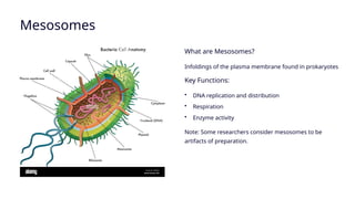 Morphology of Bacteria & Structure of Bacterial Cell | PPTX