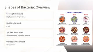 Morphology of Bacteria & Structure of Bacterial Cell | PPTX