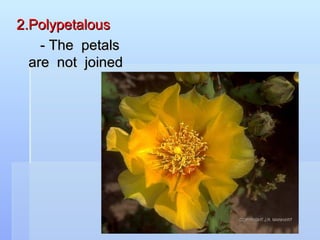 Morphology Of Flower Part 2 | PPT