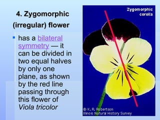 Morphology Of Flower Part 2 | PPT