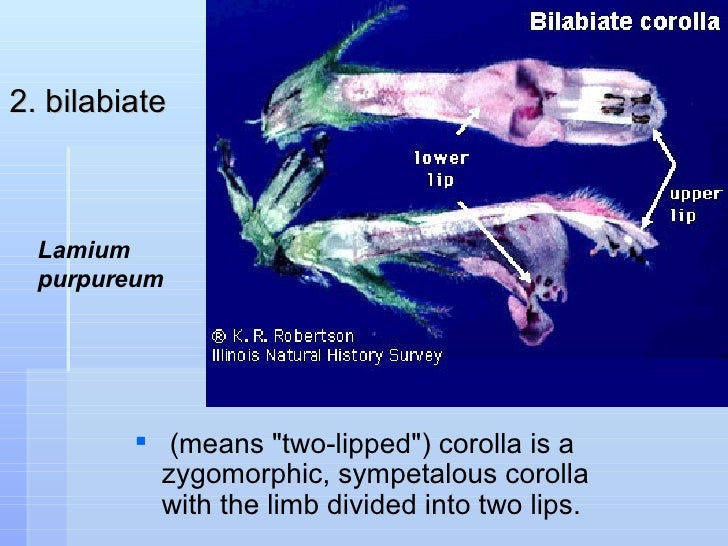 Morphology Of Flower Part 2