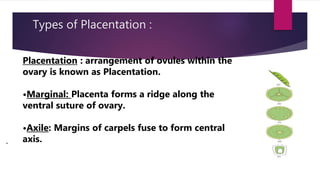 morphology-of-flowering-plants-5.pptx