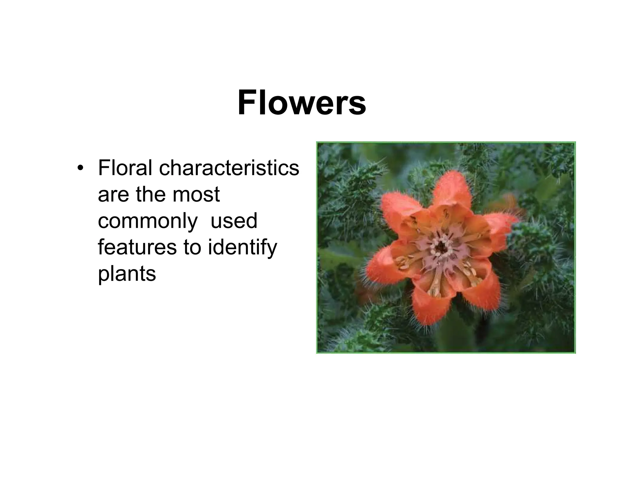 Comprehensive Morphology of Flowers with Definition and Pictures | PDF