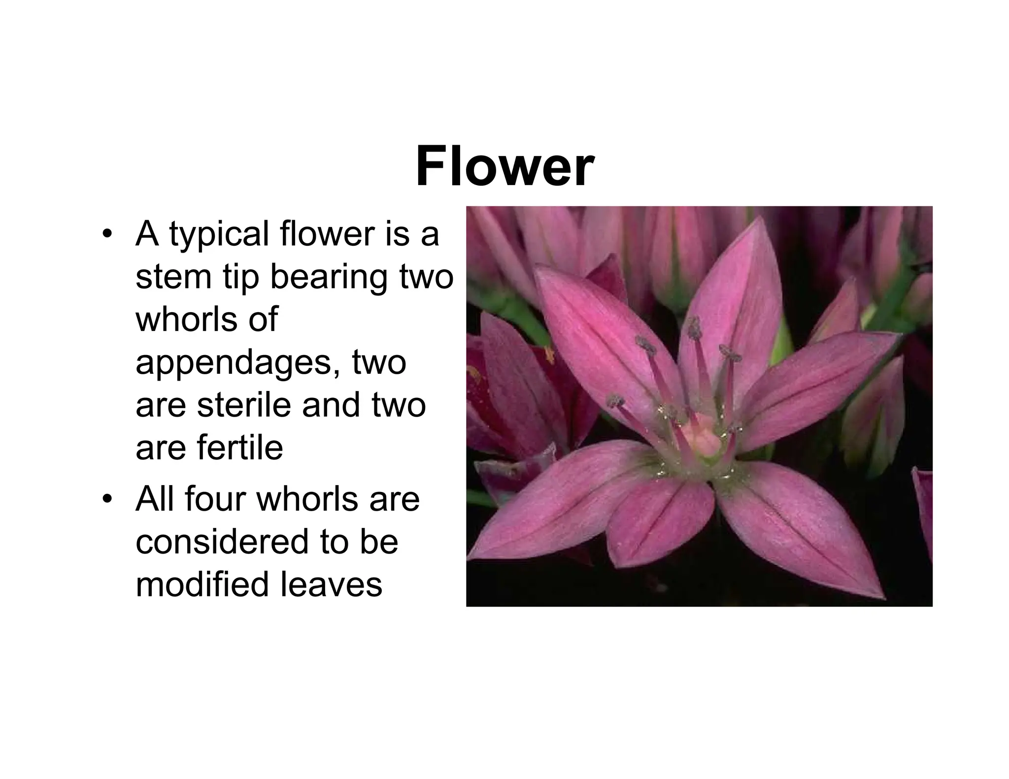 Comprehensive Morphology of Flowers with Definition and Pictures | PDF