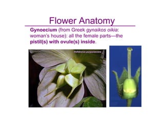 Comprehensive Morphology of Flowers with Definition and Pictures | PDF