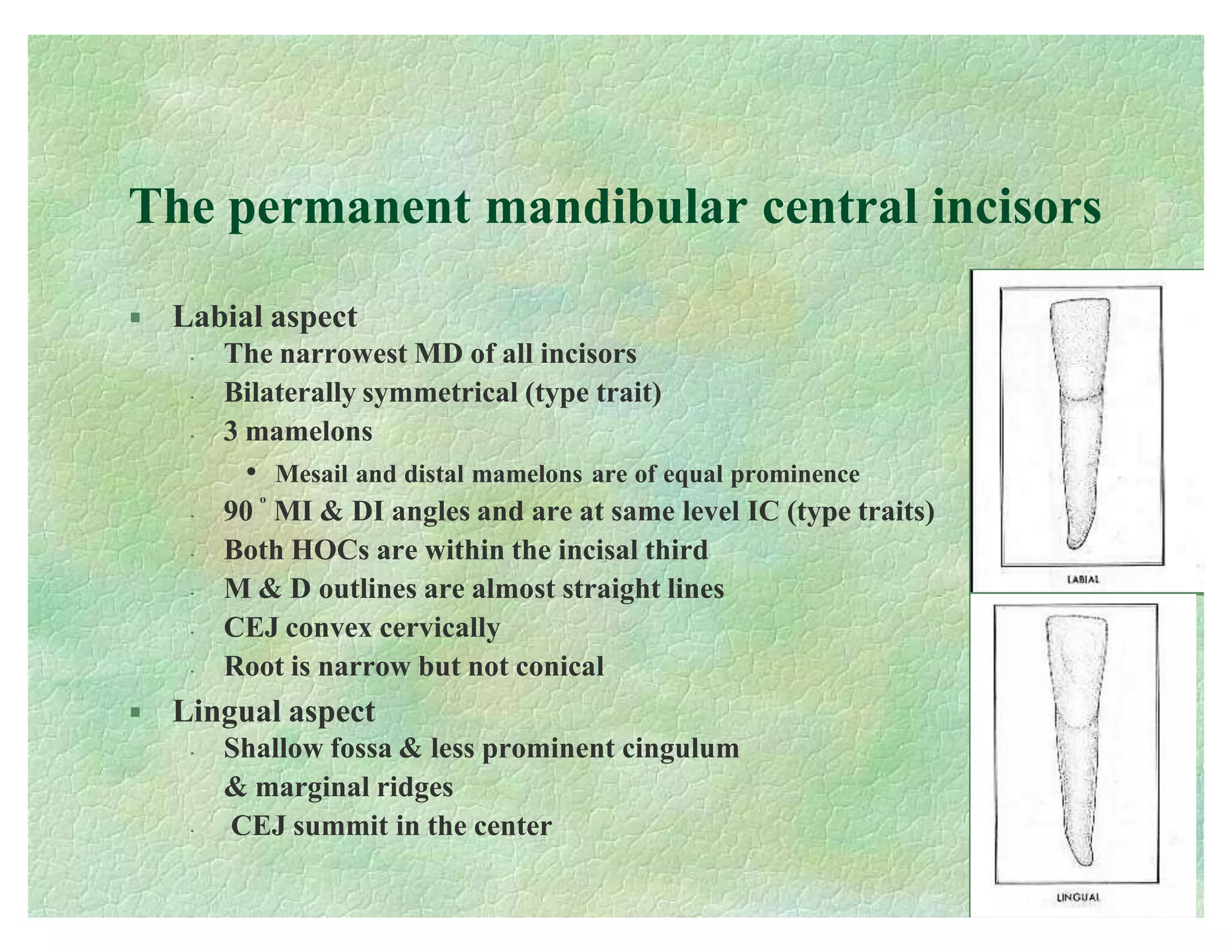 Morphology-of-Permanent-Incisors.docx