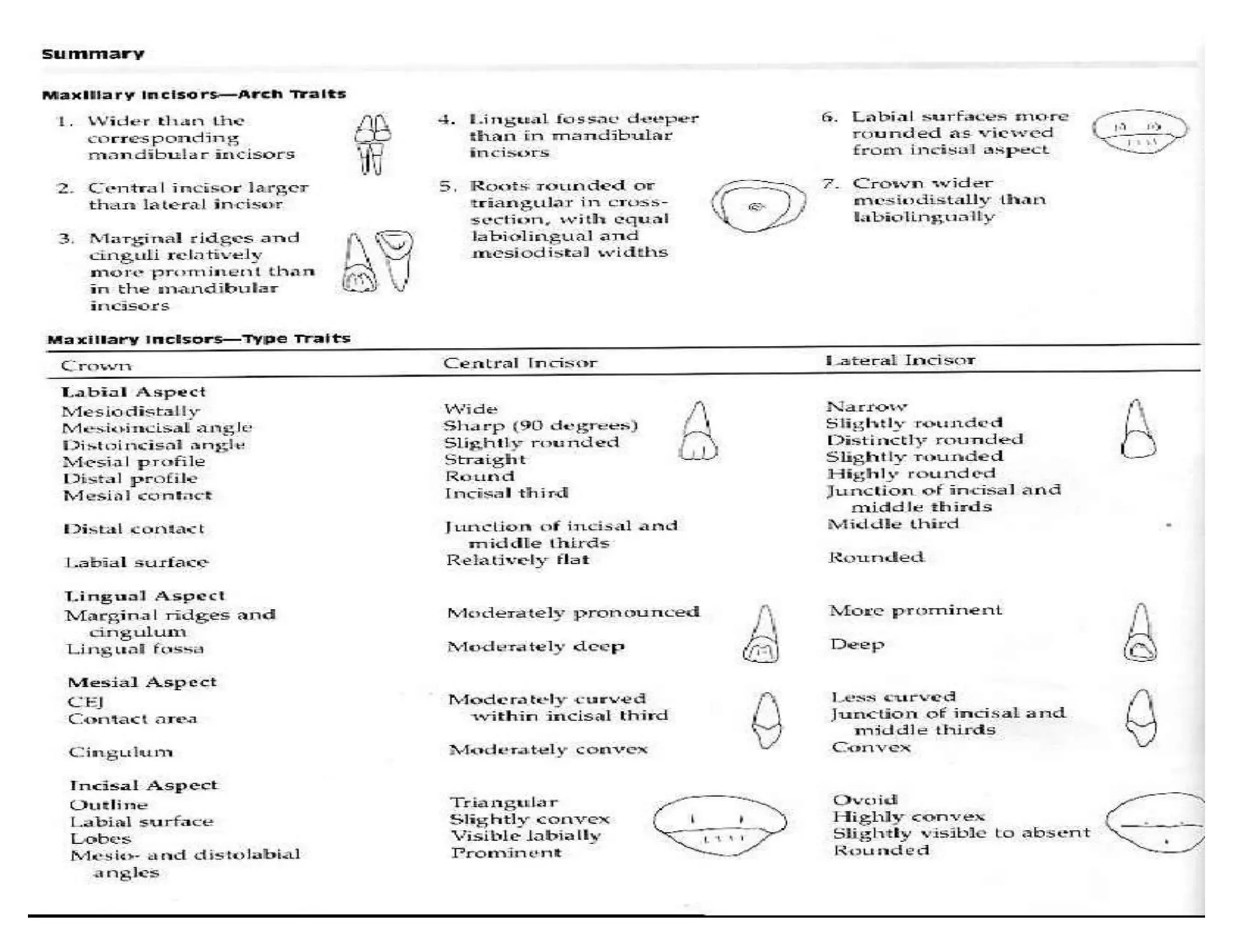 Morphology-of-Permanent-Incisors.docx