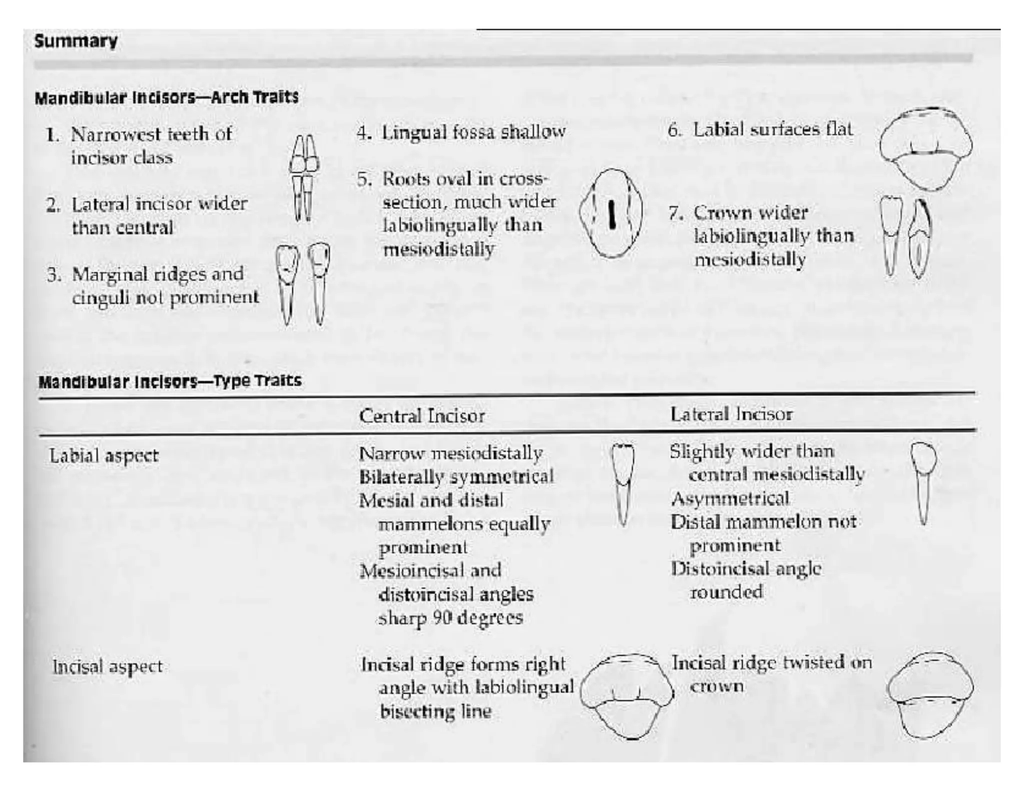 Morphology-of-Permanent-Incisors.docx