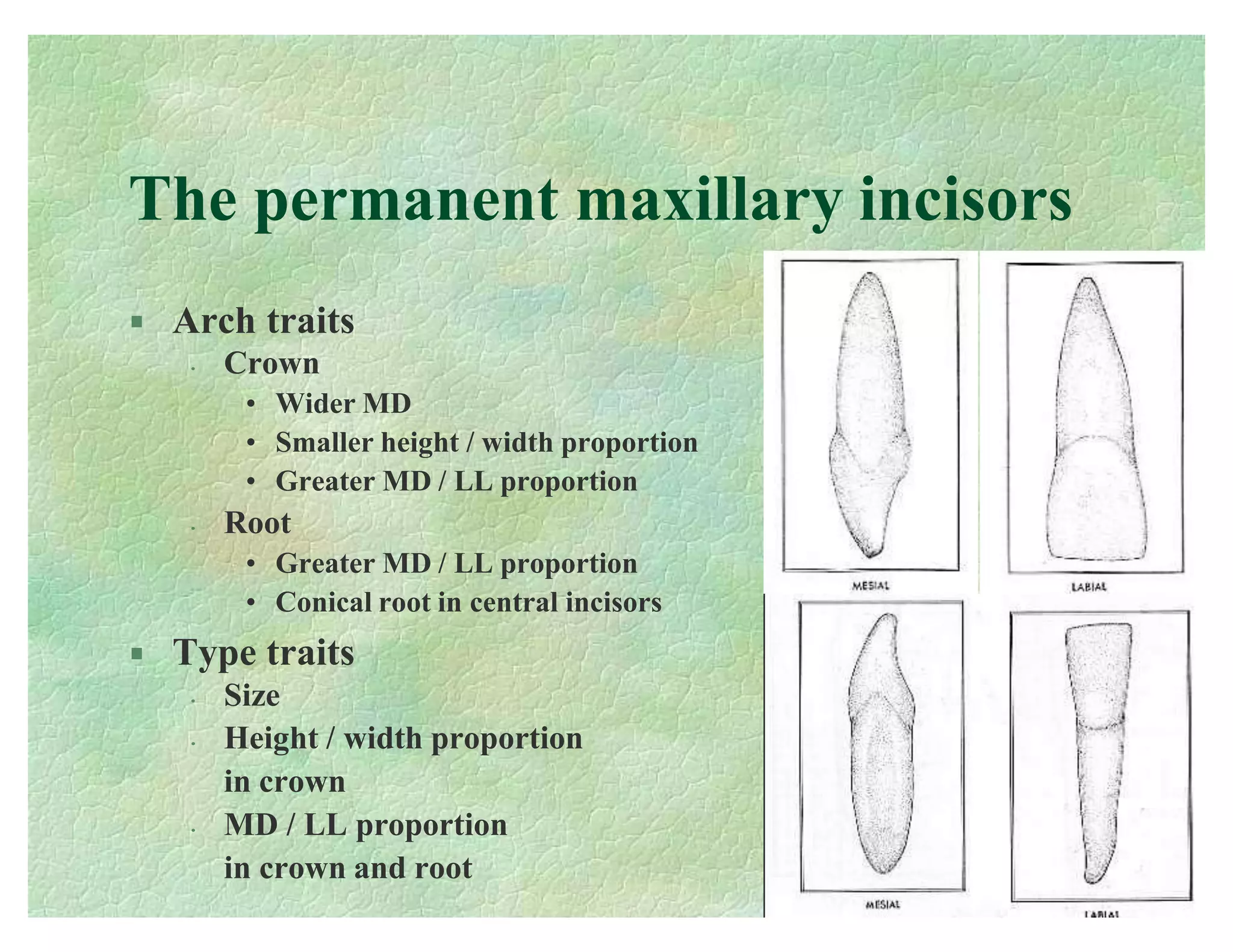 Morphology-of-Permanent-Incisors.docx