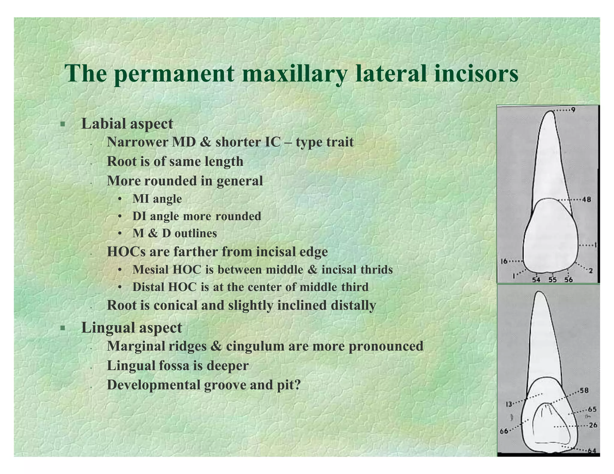 Morphology-of-Permanent-Incisors.docx