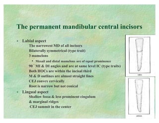 Morphology-of-Permanent-Incisors.docx