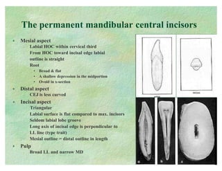 Morphology-of-Permanent-Incisors.docx