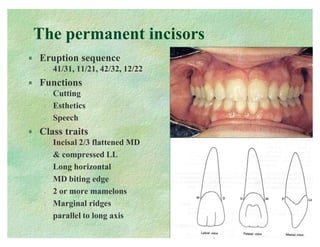 Morphology-of-Permanent-Incisors.docx