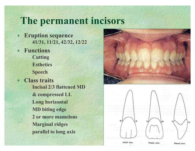 Morphology-of-Permanent-Incisors.docx