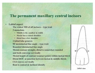 Morphology-of-Permanent-Incisors.docx