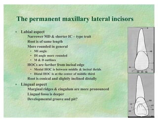 Morphology-of-Permanent-Incisors.docx