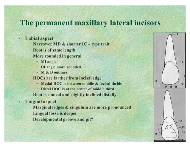 Morphology-of-Permanent-Incisors.docx
