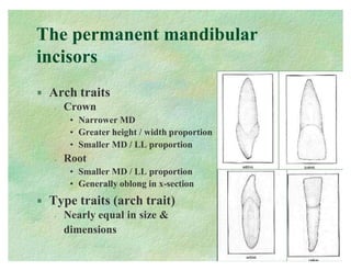 Morphology-of-Permanent-Incisors.docx