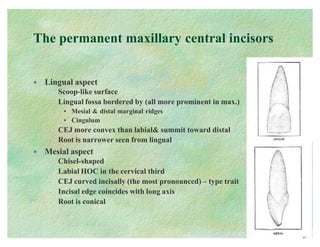 Morphology-of-Permanent-Incisors.docx