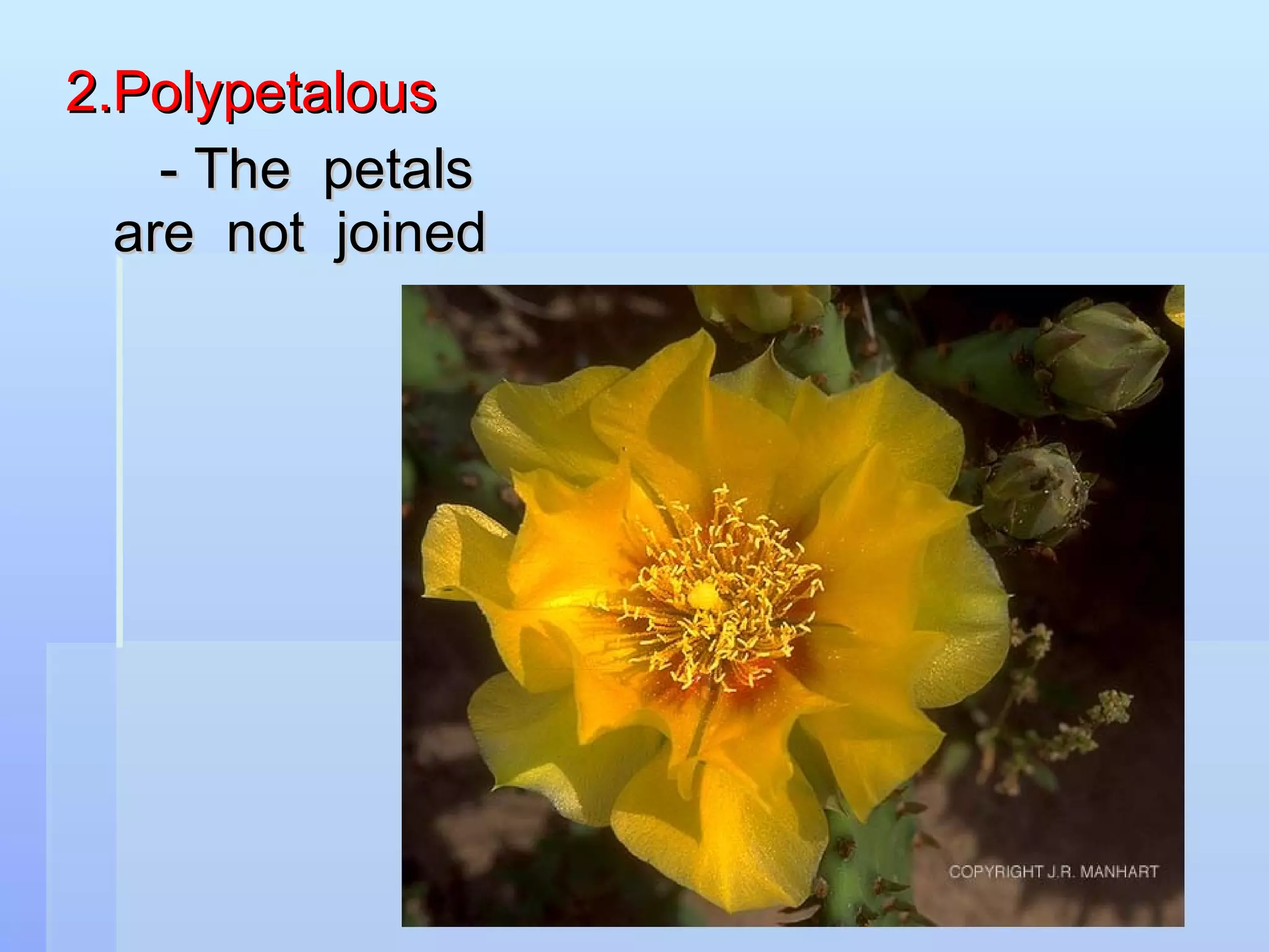 Morphology Of The Flower Part 2 | PPT