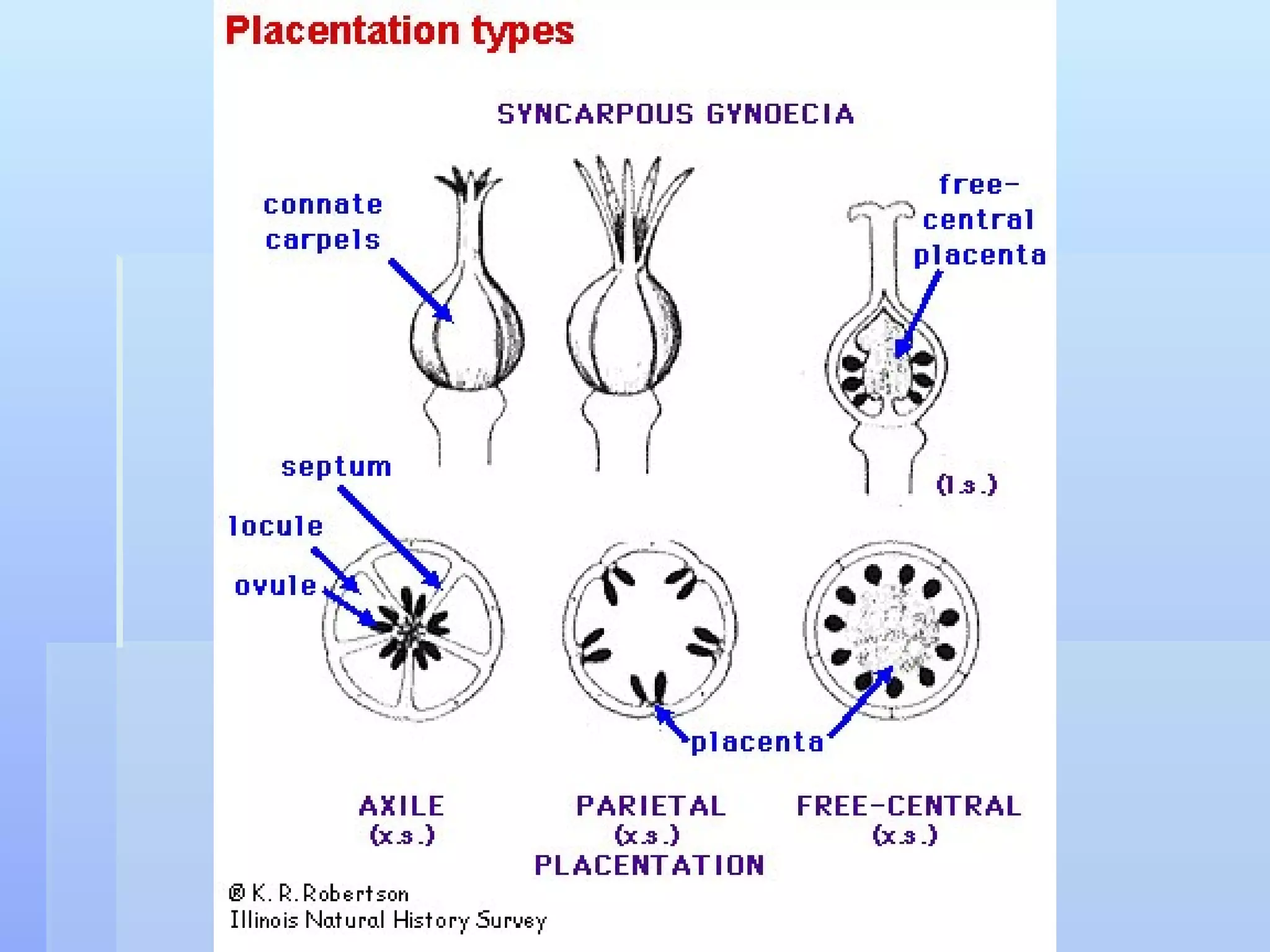 Morphology Of The Flower Part 2 | PPT