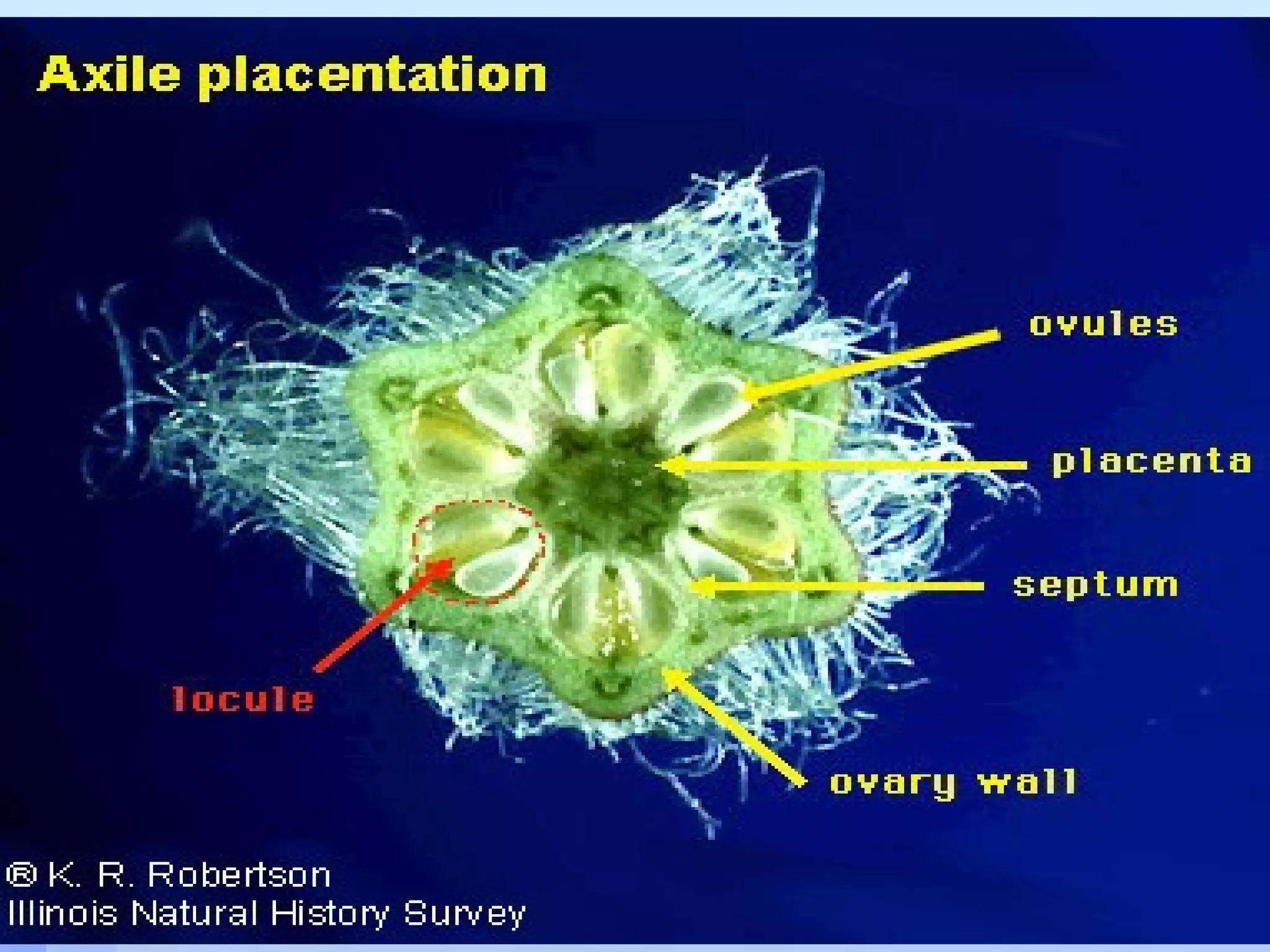 Morphology Of The Flower Part 2 | PPT