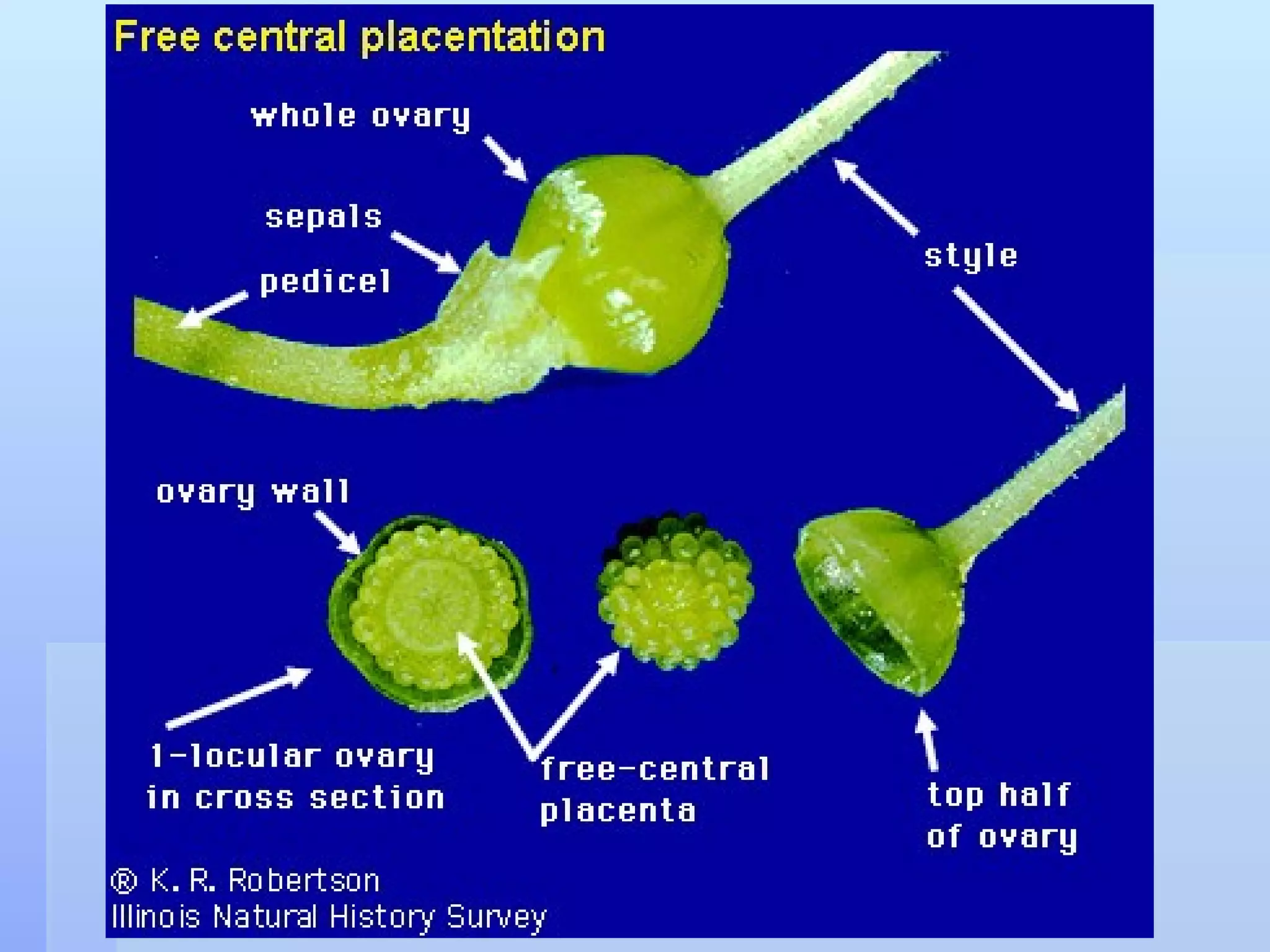 Morphology Of The Flower Part 2 | PPT