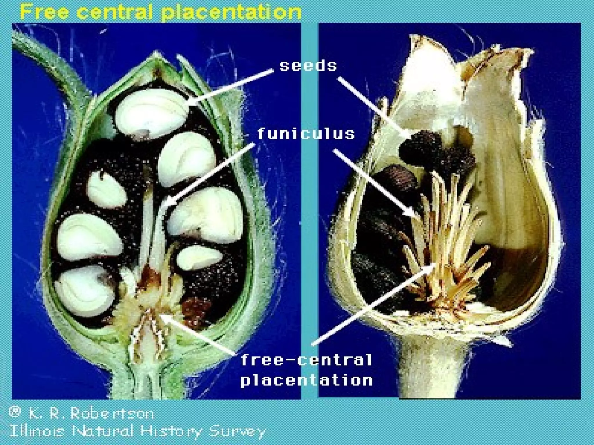 Morphology Of The Flower Part 2 | PPT