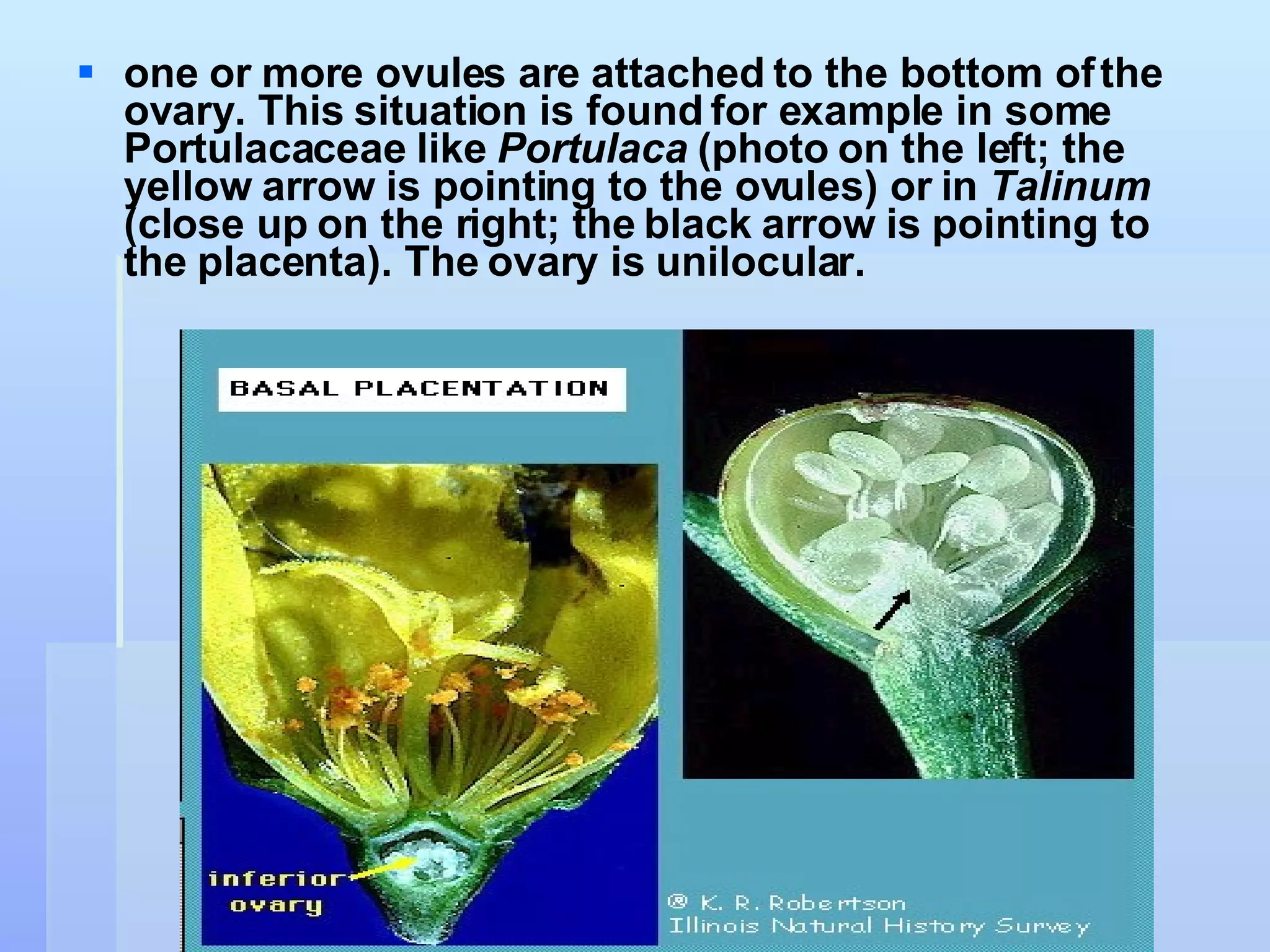Morphology Of The Flower Part 2 | PPT
