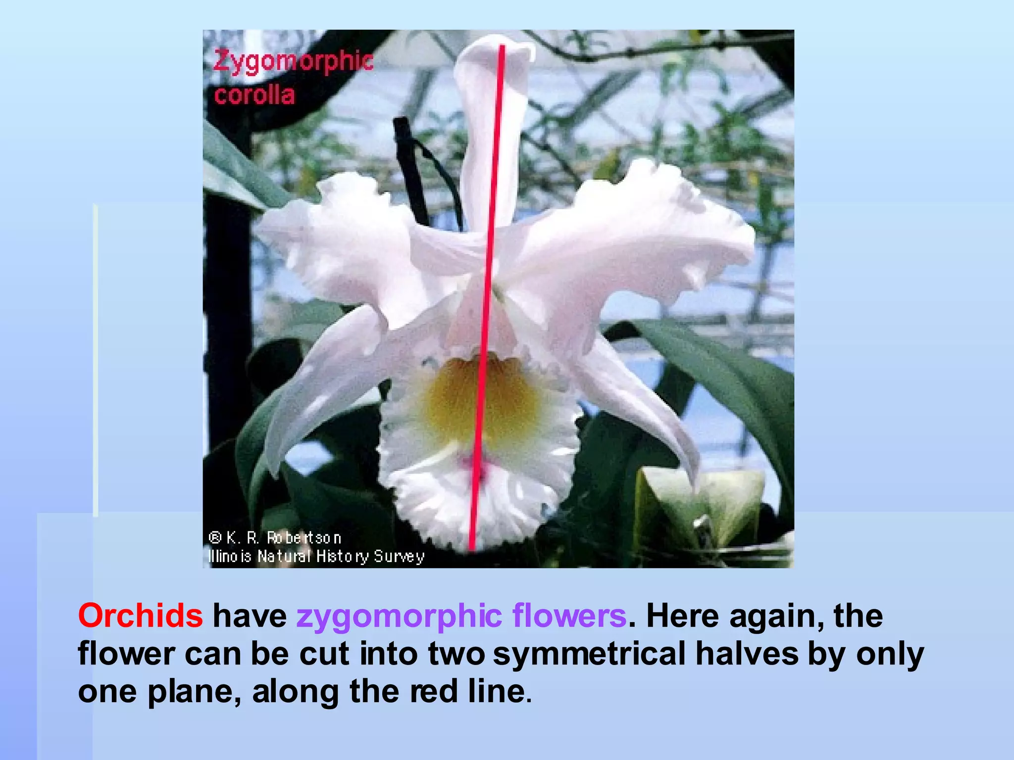 Morphology Of The Flower Part 2 | PPT