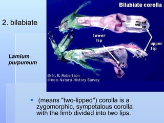 Morphology Of The Flower Part 2 | PPT