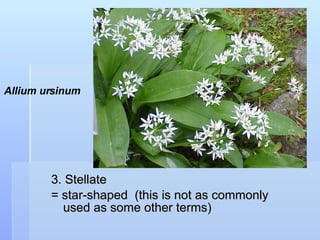 Morphology Of The Flower Part 2 | PPT