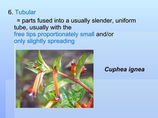 Morphology Of The Flower Part 2 | PPT