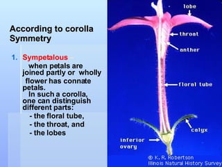 Morphology Of The Flower Part 2 | PPT