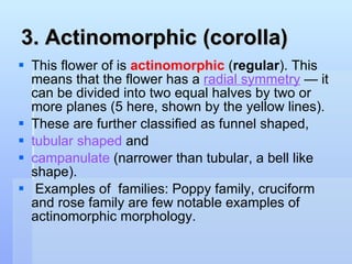 Morphology Of The Flower Part 2 | PPT