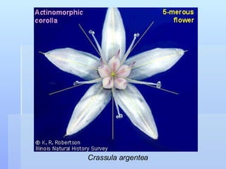 Morphology Of The Flower Part 2 | PPT